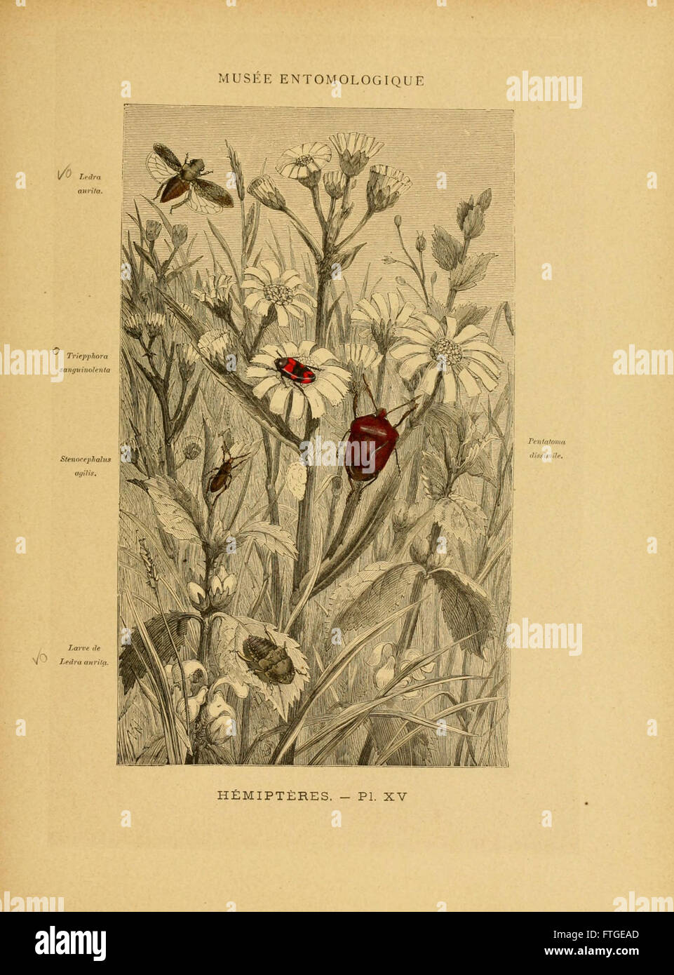 Les insectes (Plate XV) is an illustrated depiction of various insect ...