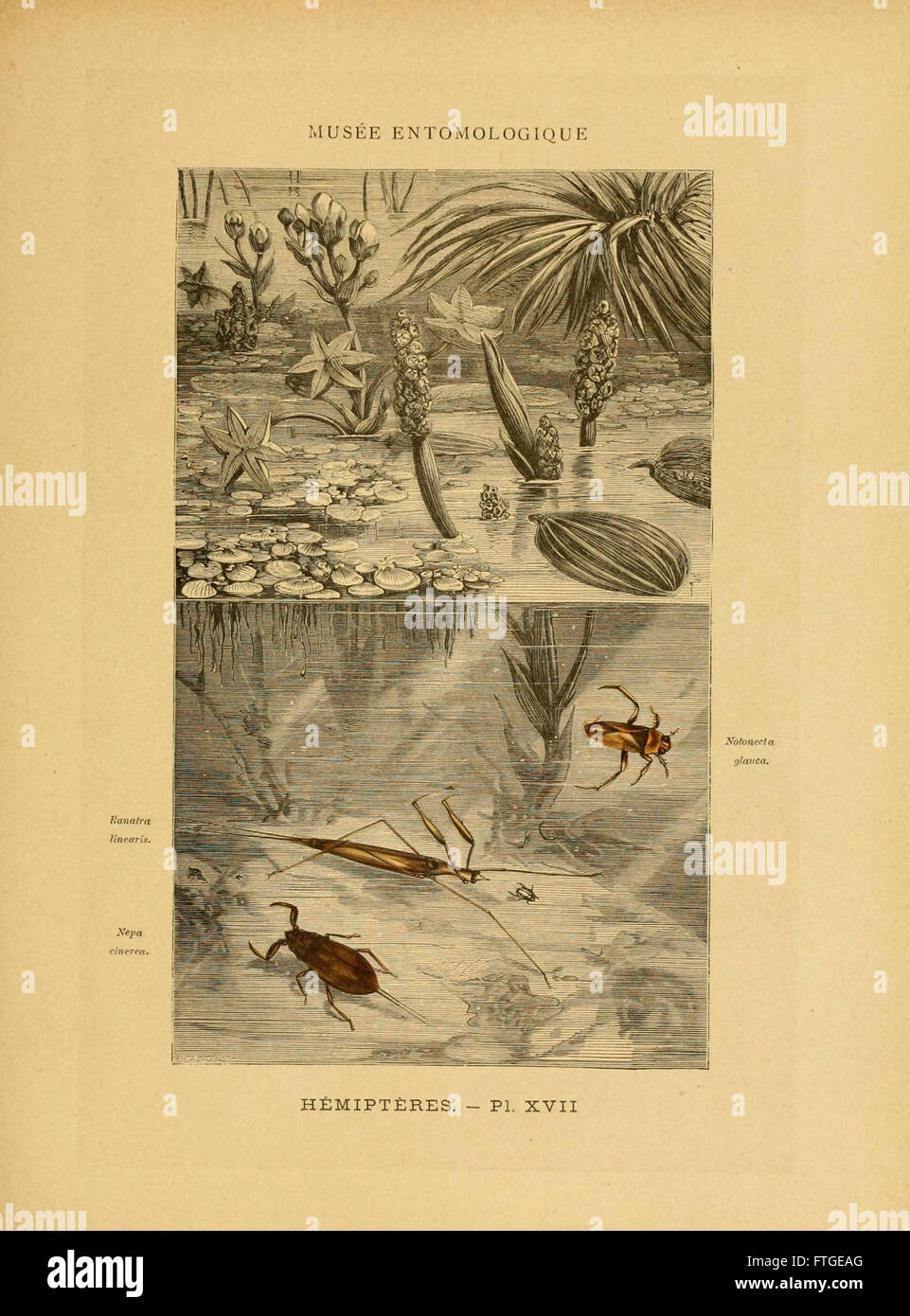 A scientific illustration depicting various insect species, part of a ...