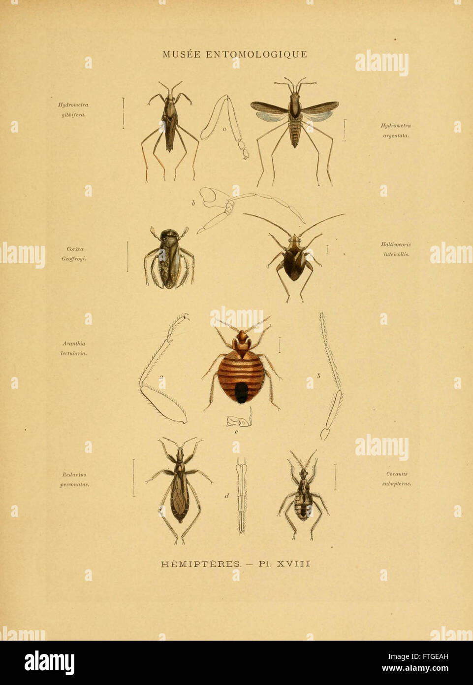 A detailed illustration of insects, presented in Plate XVIII. This work ...