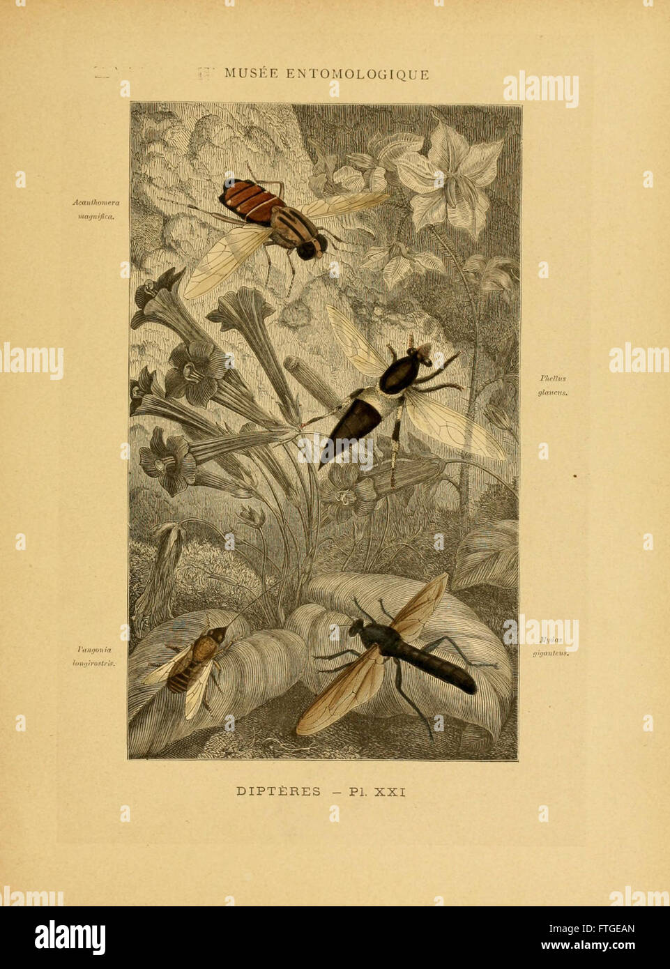 Insect behavior analysis hi-res stock photography and images - Alamy