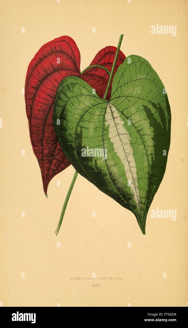 A botanical work showcasing plants with colorful foliage, depicted in ...