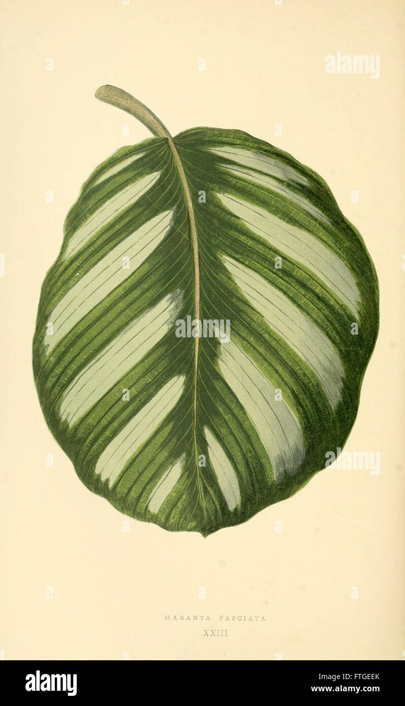 A plate from the French work 'Les Plantes à Feuillage Coloré ...