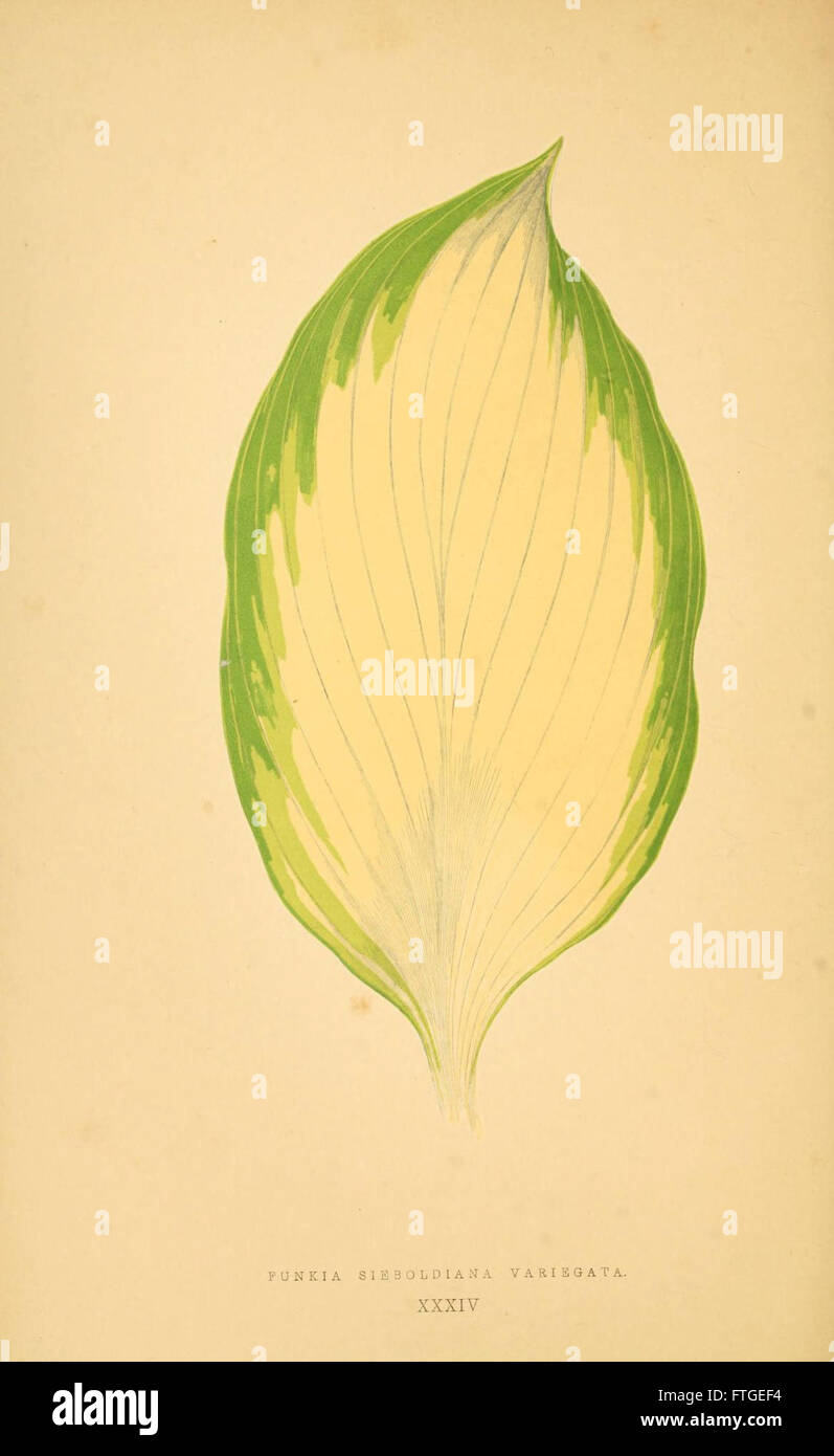 A detailed illustration of plants with colorful foliage, showcasing a ...
