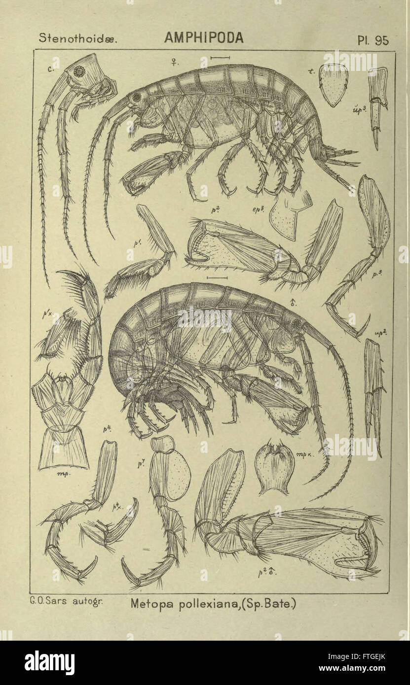 Crustacean life forms hi-res stock photography and images - Alamy
