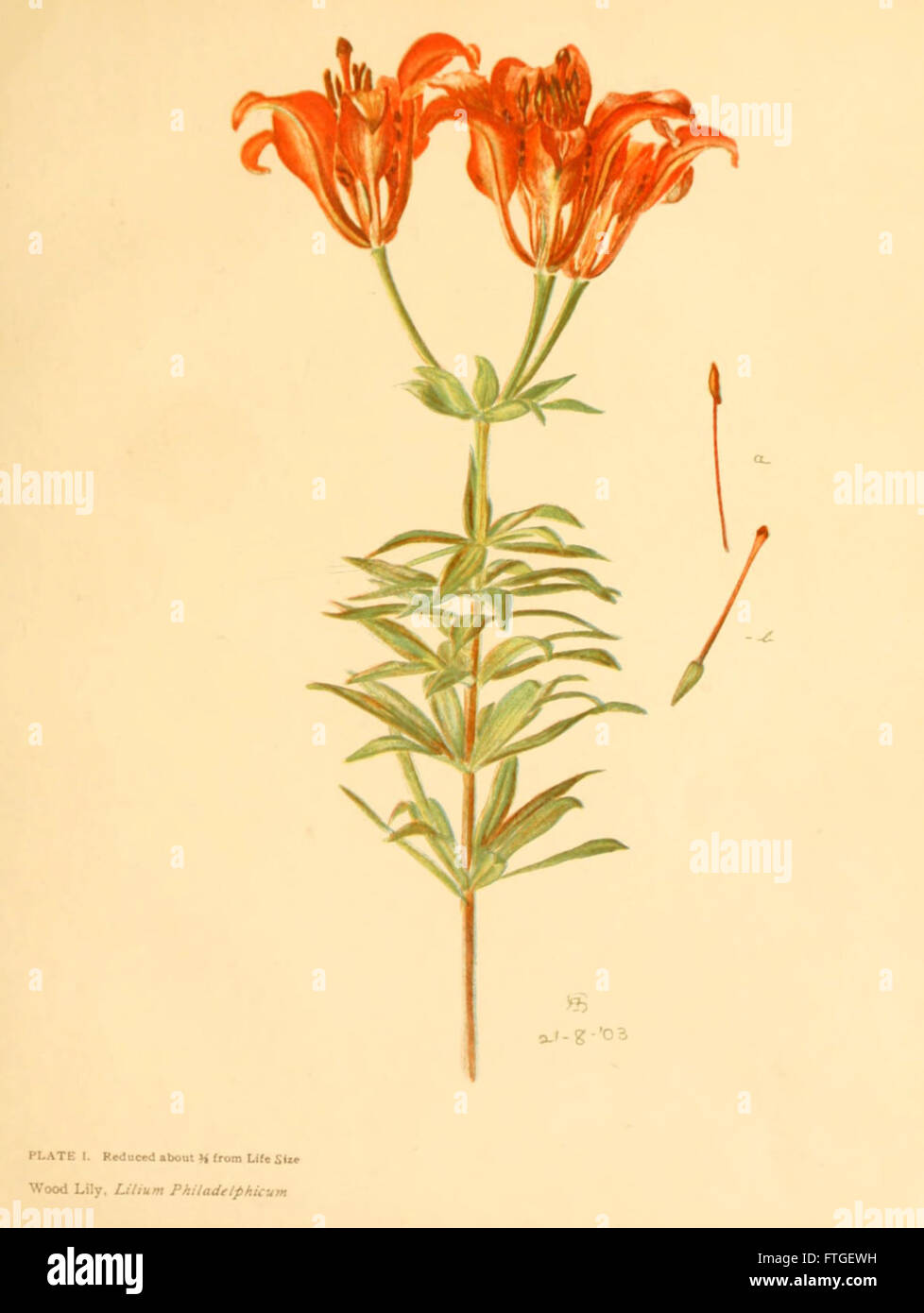 Lily depictions hi-res stock photography and images - Alamy
