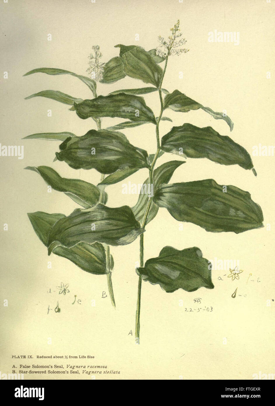 A botanical illustration featuring lilies and orchids, highlighting ...