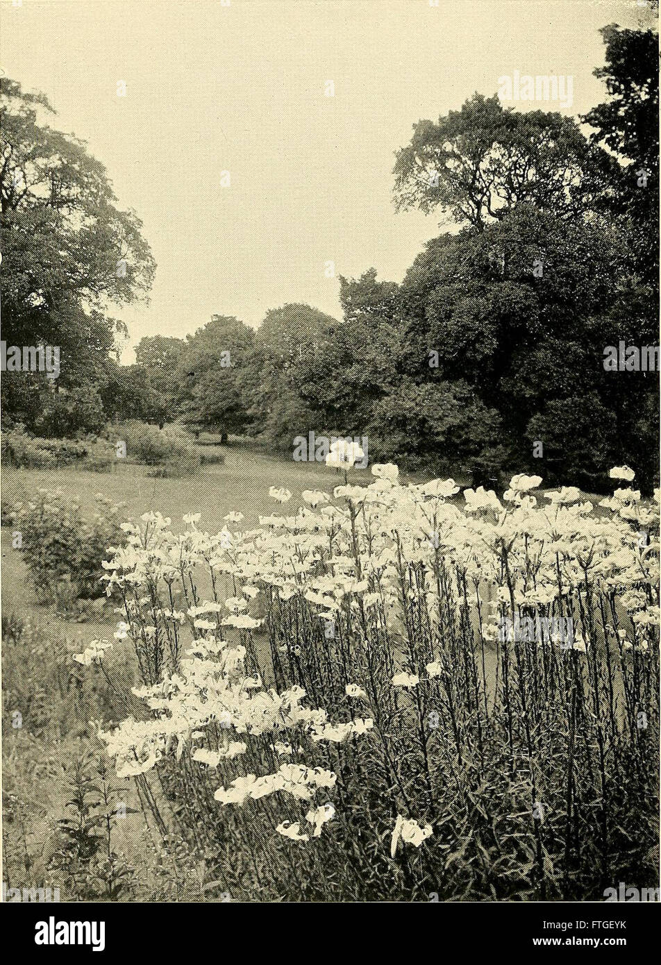 'Lilies for English Gardens' (1901) offers a guide for amateur ...