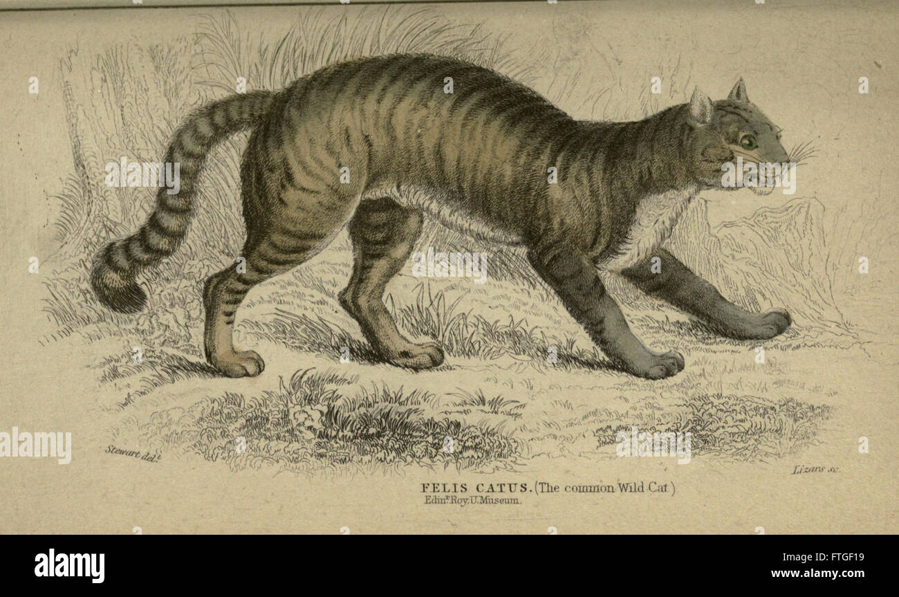 This plate depicts various big cat species including lions and tigers ...
