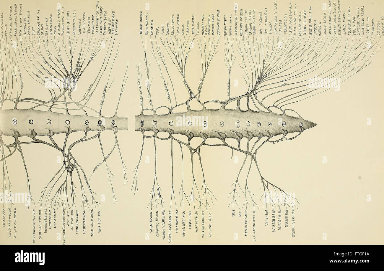 This atlas provides neurological charts and diagnostic information for ...
