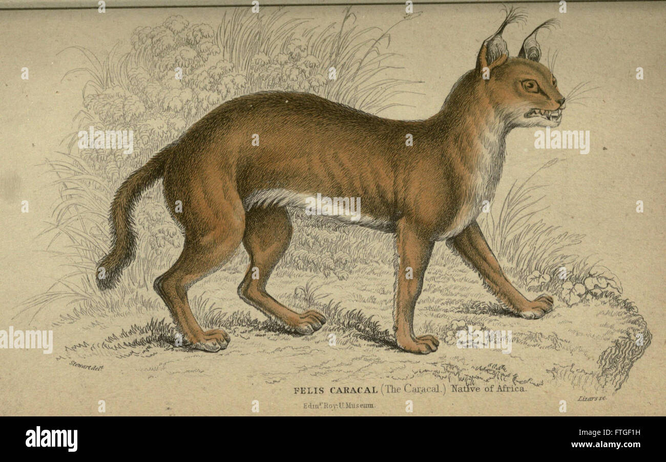An illustration depicting various big cats, including lions and tigers ...