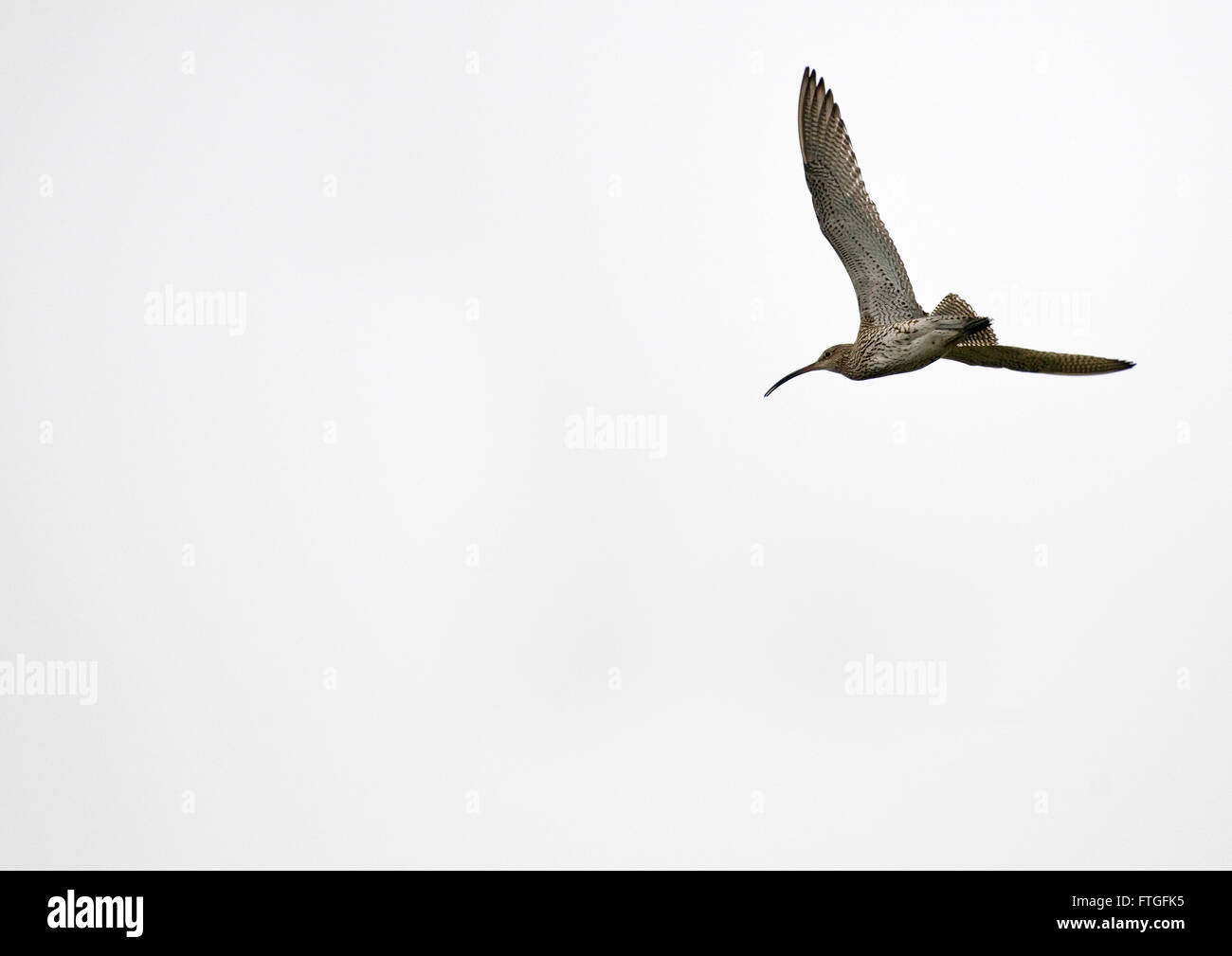 Rock curlew hi-res stock photography and images - Alamy