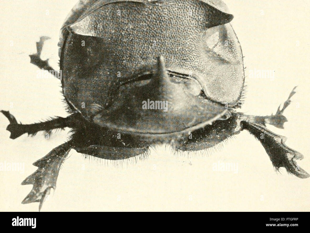 *Marvels of Insect Life* (1916) offers a popular explanation of insect ...