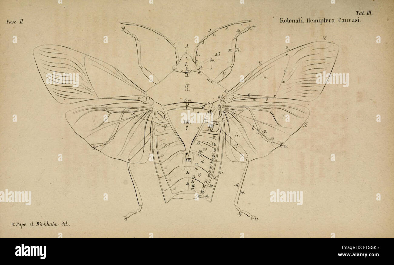 Plate III from 'Meletemata Entomologica,' a detailed work on entomology ...