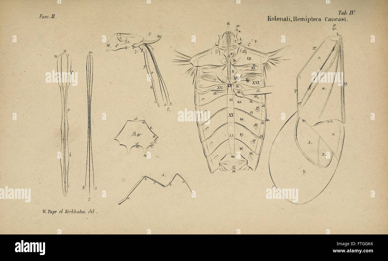 Meletemata Entomologica, a work focusing on the study of insects, is ...