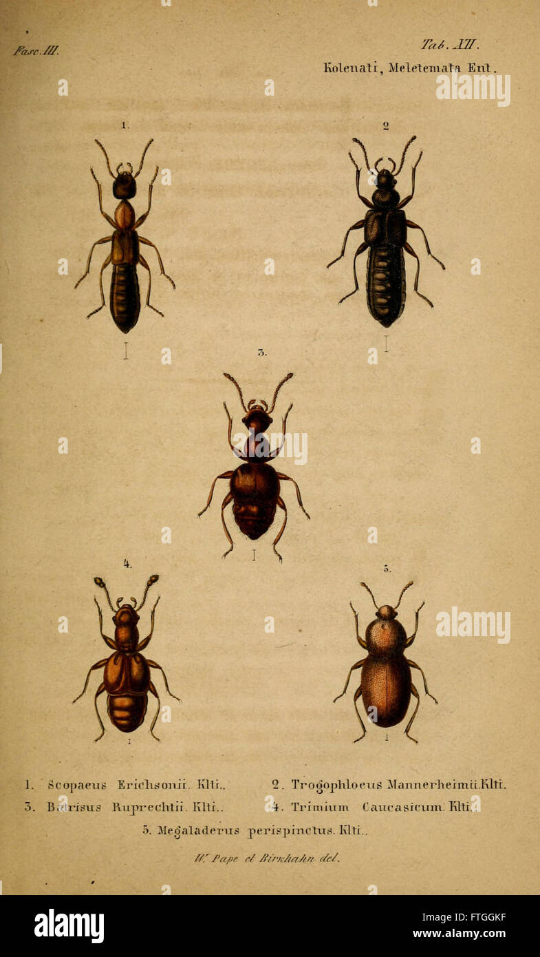 Work focusing on insects hi-res stock photography and images - Alamy