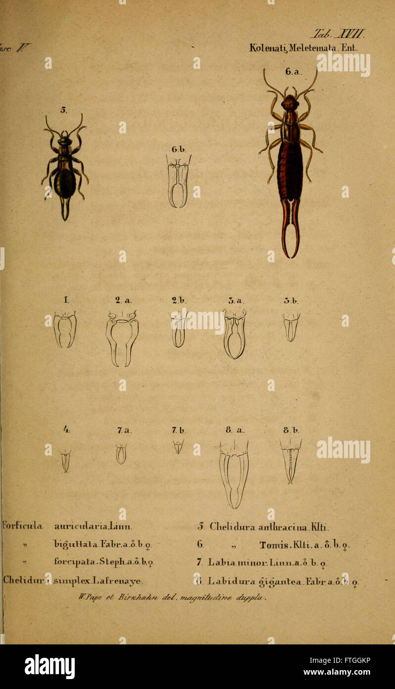 'Meletemata Entomologica' (Tab. XVII) is a detailed entomological ...