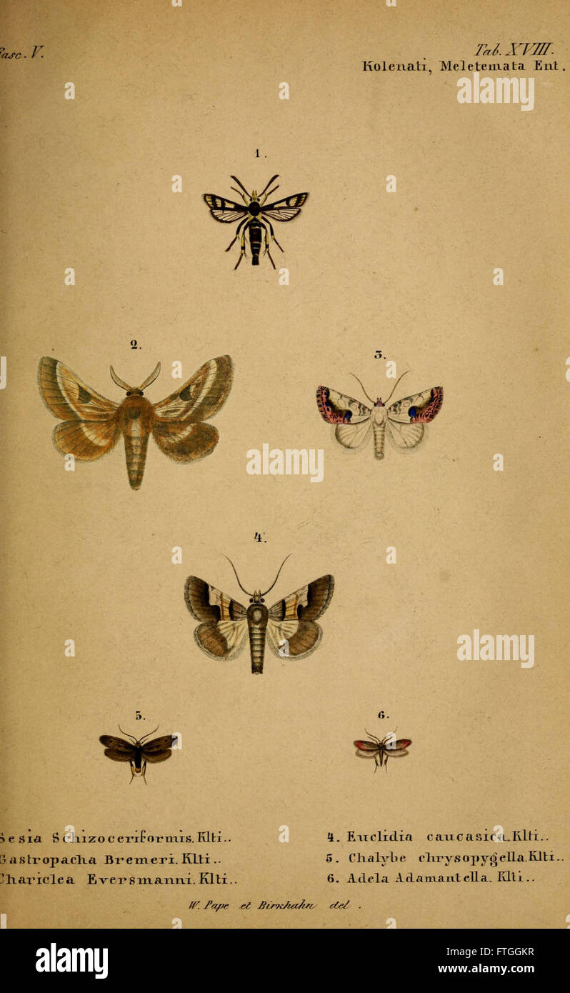 An entomological illustration plate (Tab. XVIII) from *Meletemata ...