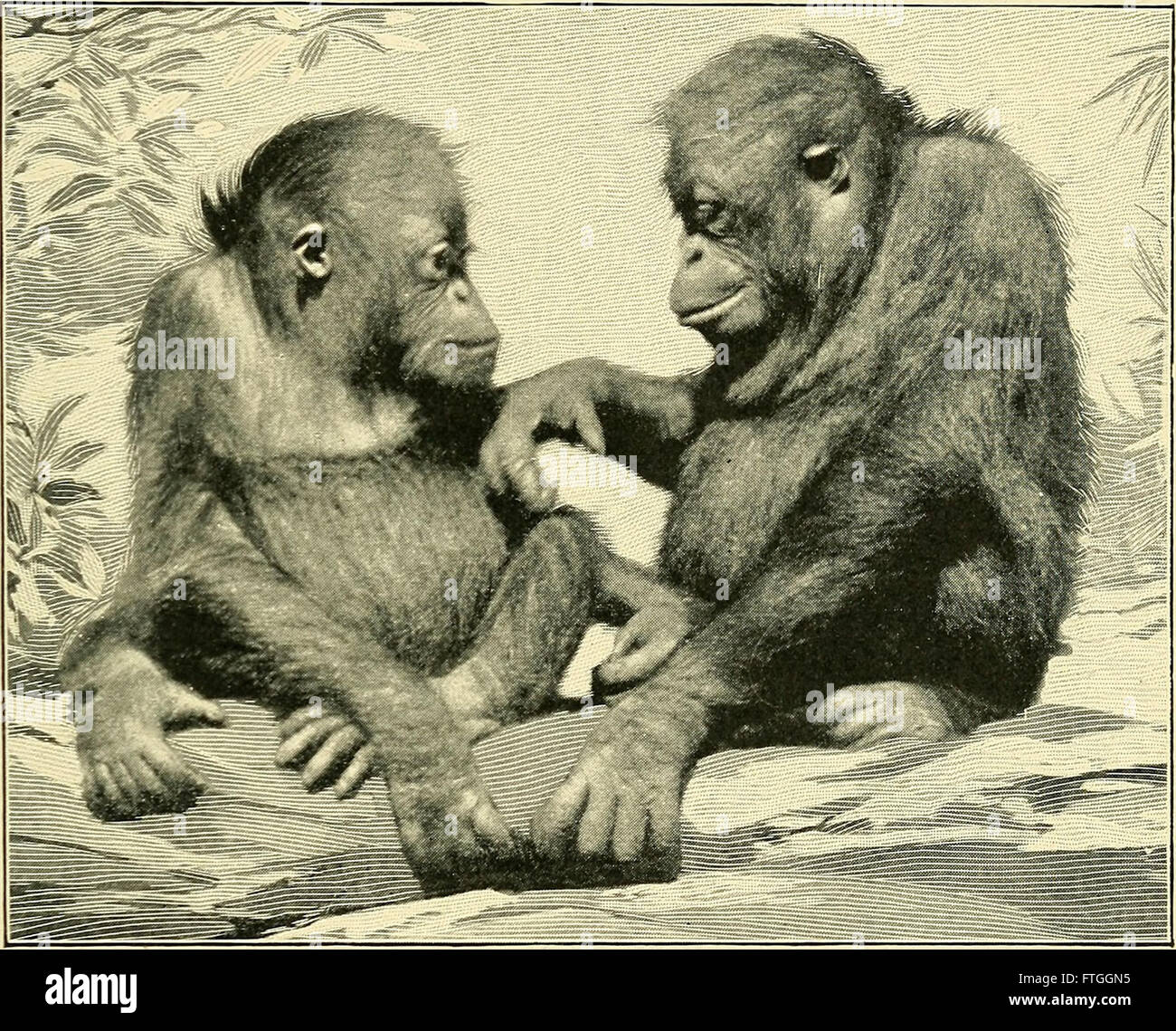 *Apes and Monkeys* (1900) explores the behaviors, social structures ...