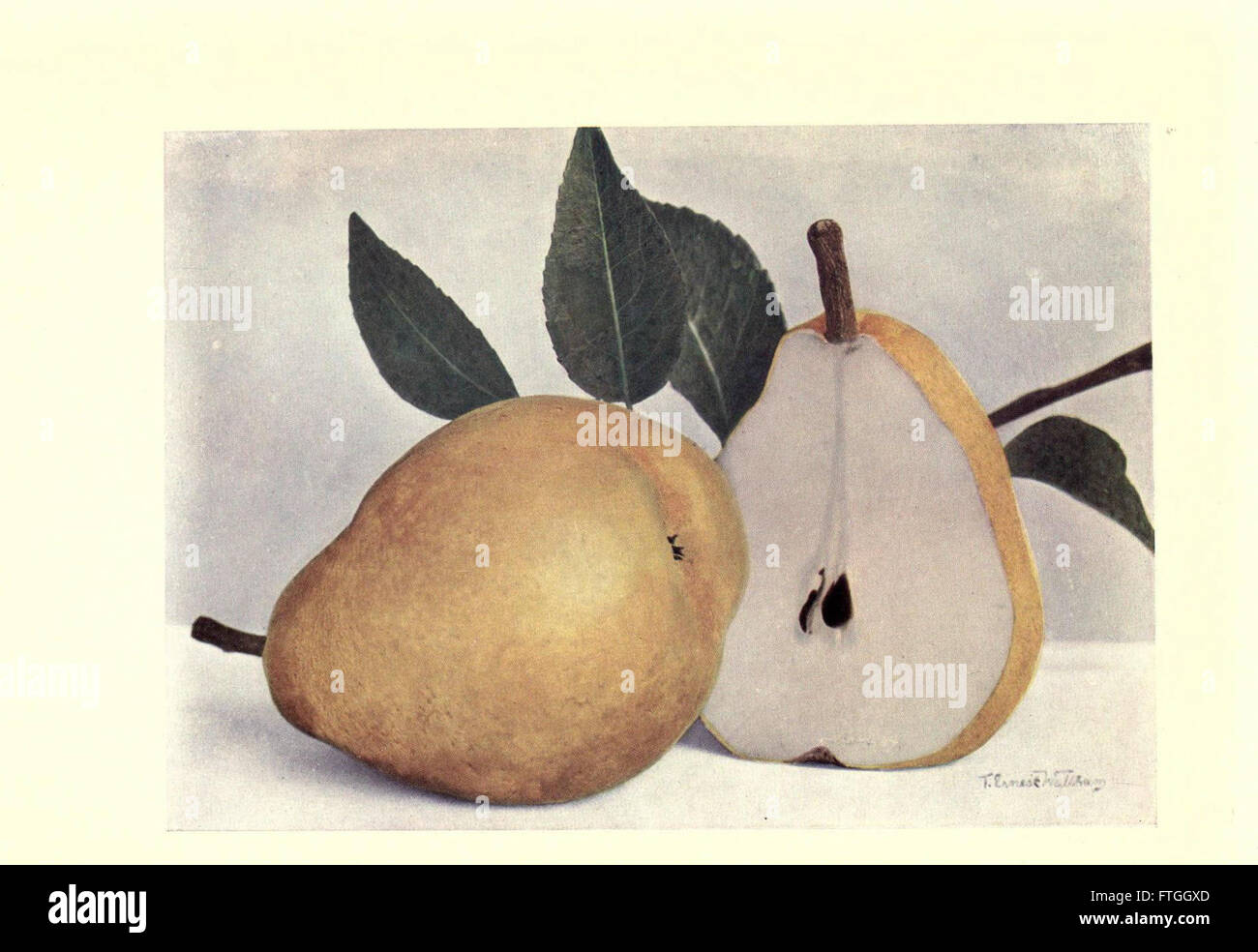 A detailed botanical illustration showcasing various apple and pear ...