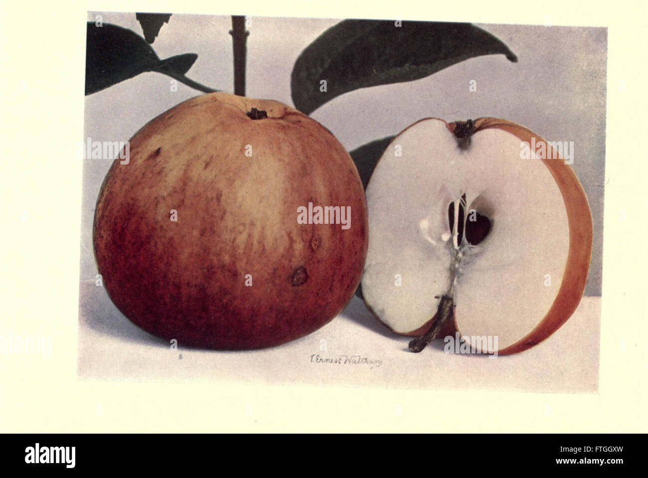 An illustration from a work focusing on the identification and ...