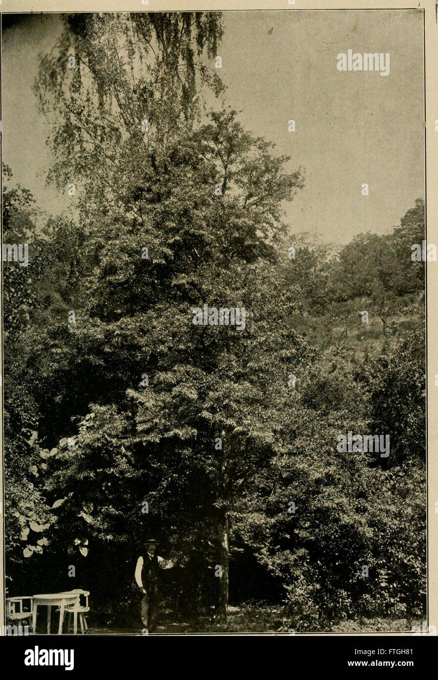 A 1918 report from the German Dendrological Society, detailing ...