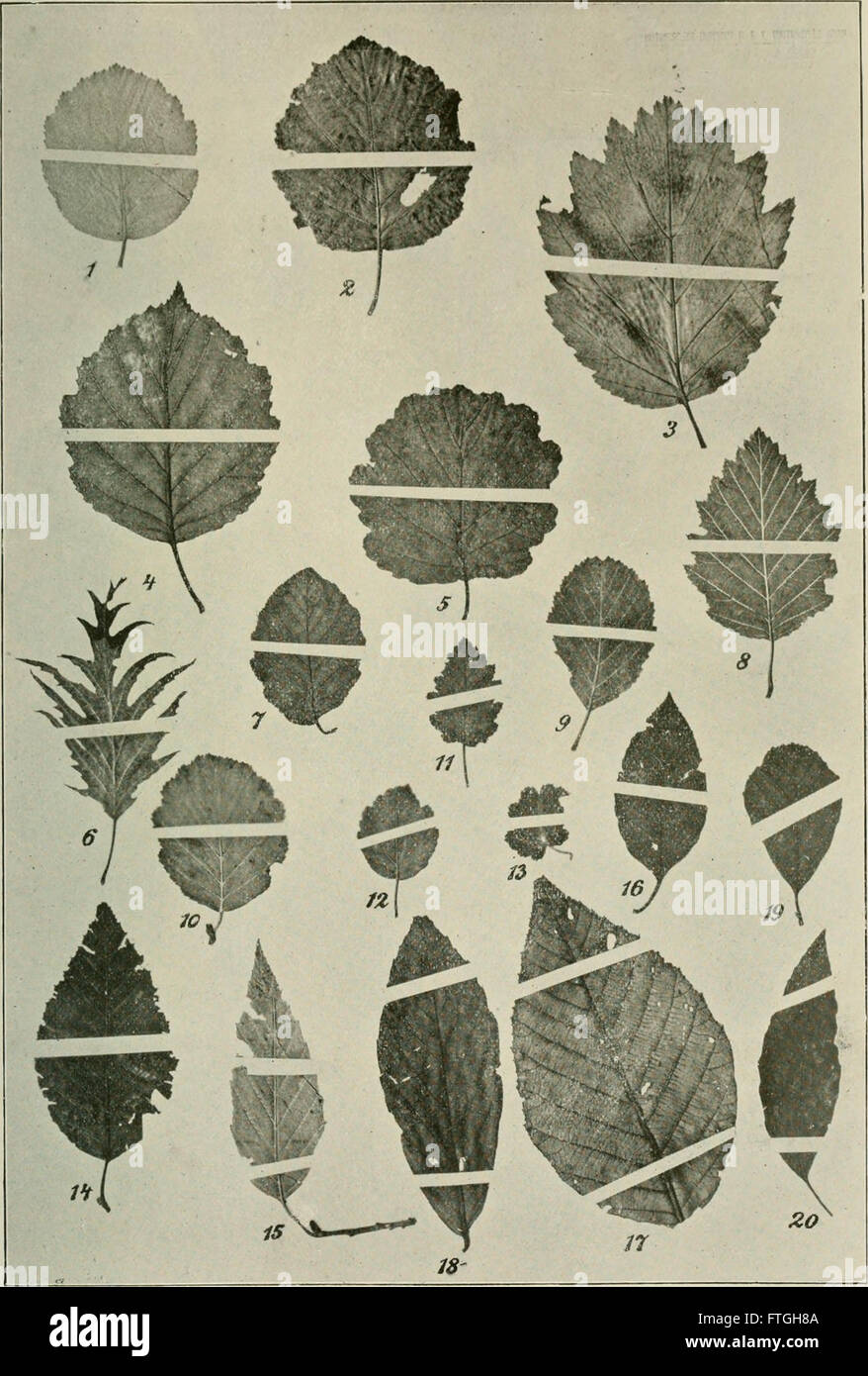 A 1918 publication by the German Dendrological Society, focusing on the ...