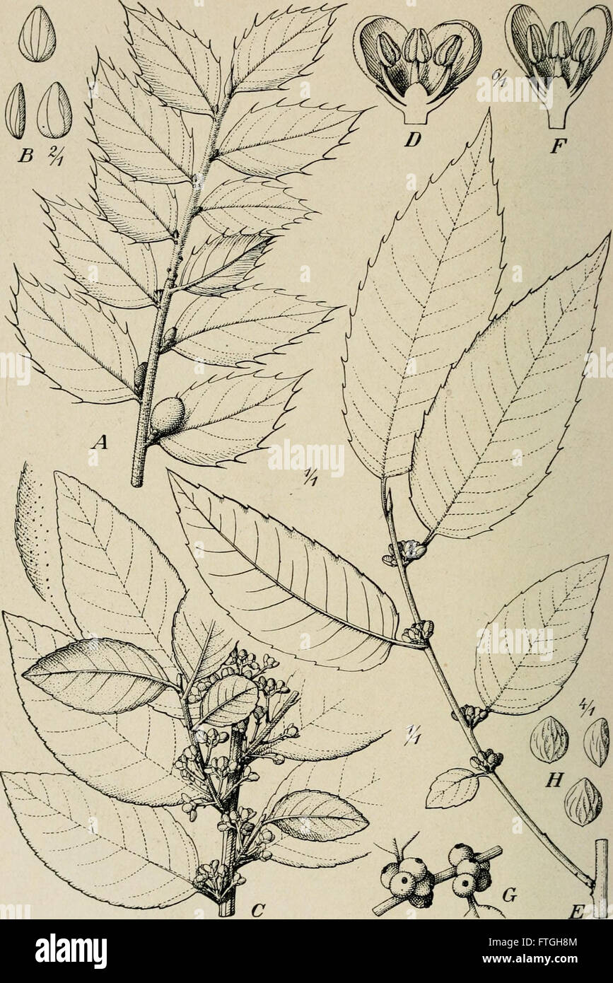 A 1918 publication of the German Dendrological Society, presenting ...