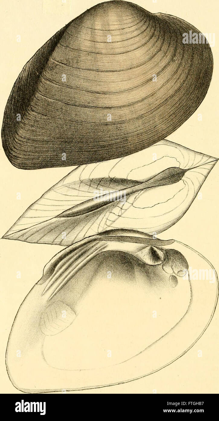 This 1836 monograph details the Unionidae family of freshwater bivalve ...