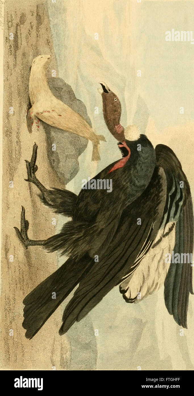 Leveriani hi-res stock photography and images - Alamy