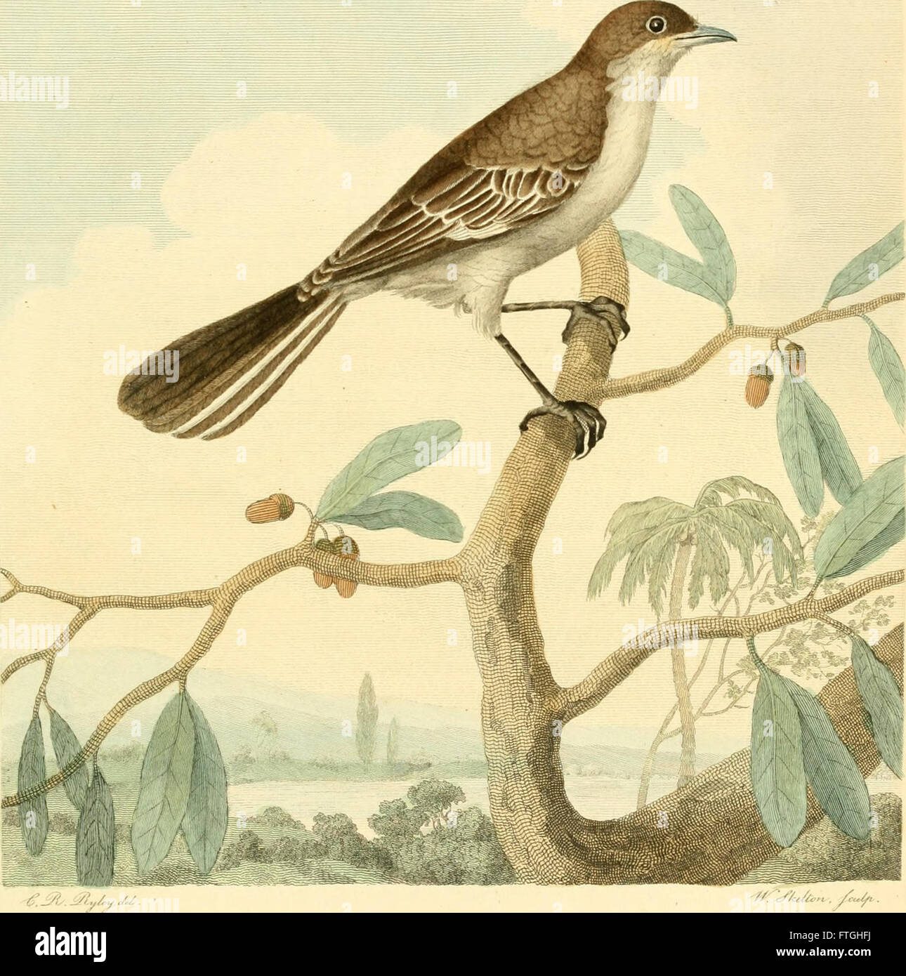 Leveriani hi-res stock photography and images - Alamy