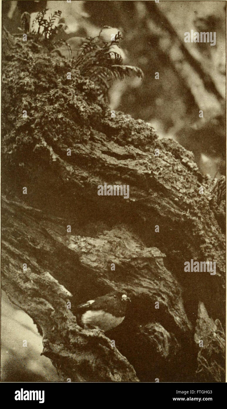 Mutton birds hi-res stock photography and images - Alamy