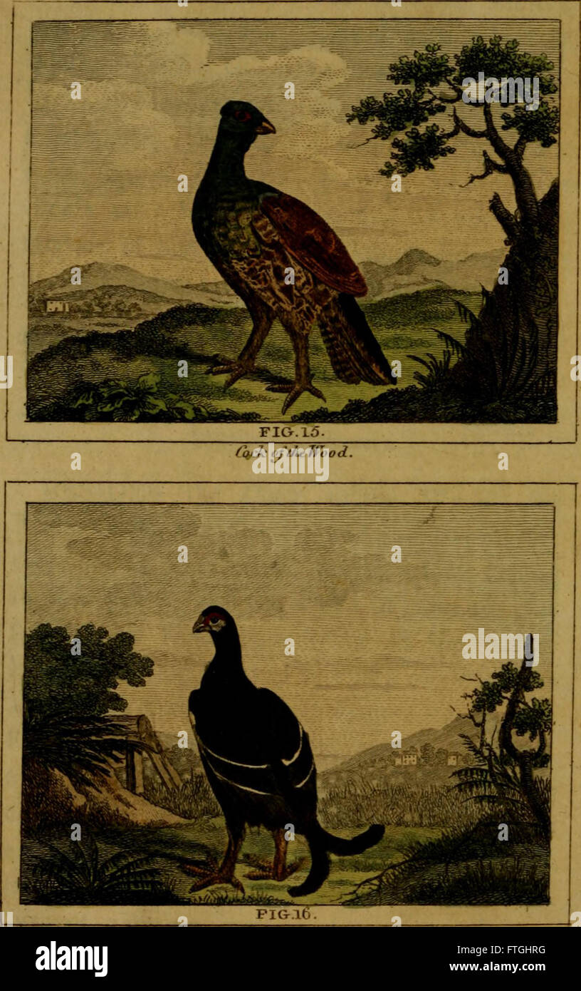 'Natural History of Birds, Fish, Insects, and Reptiles' (1808) provides ...
