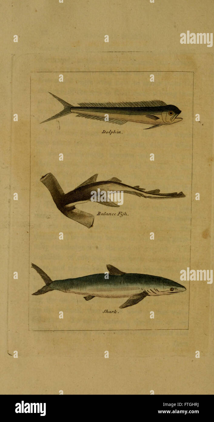 This work presents a natural history of birds, fish, insects, and ...