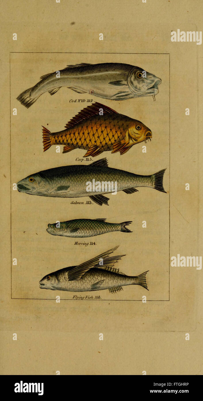 Natural history of birds, fish, insects, and reptiles (Figs. 112-116 ...