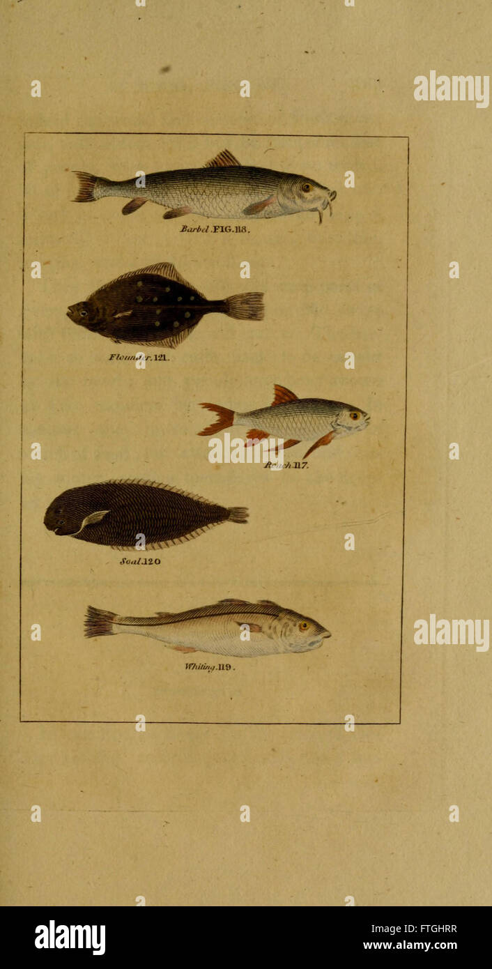 Natural history of birds, fish, insects, and reptiles (Figs. 117-121 ...