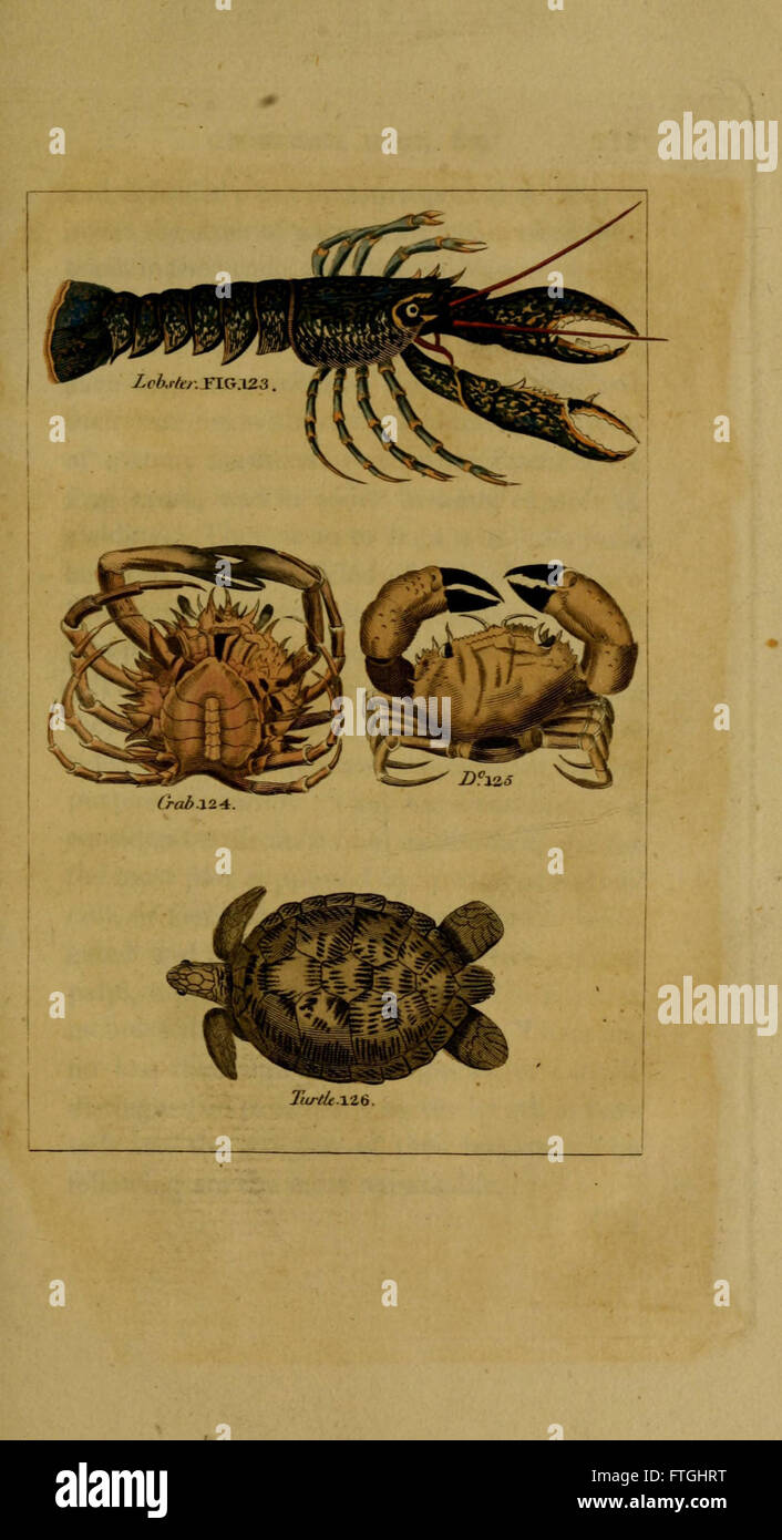 Natural history of birds, fish, insects, and reptiles (Figs. 123-126 ...