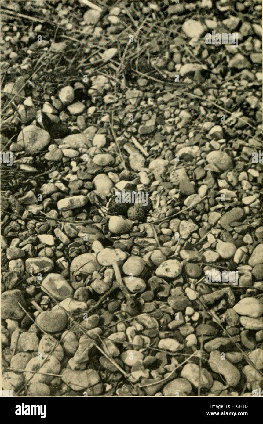 'Nature and Sport in Britain' (1904) explores the relationship between ...