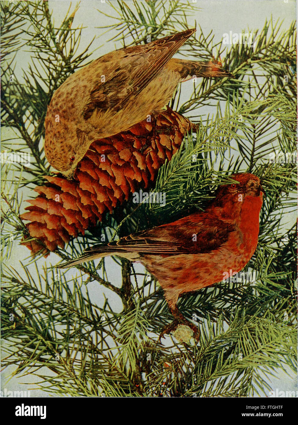 A publication featuring natural history content, including articles on ...