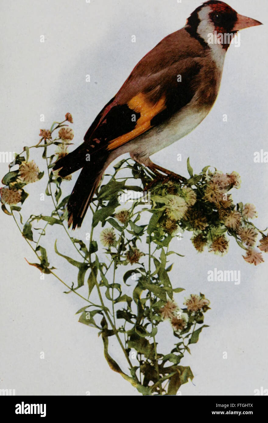 A collection of nature studies featuring birds, plants, animals, and ...