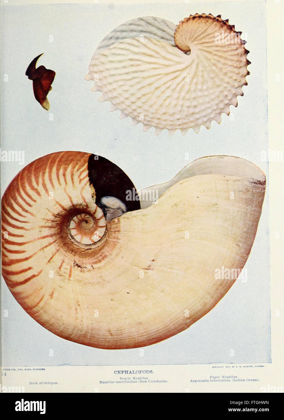 This Plate illustrates the interconnectedness of different species in ...