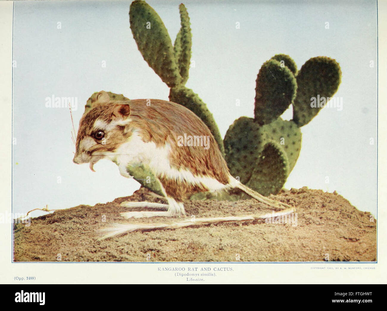 This plate depicts the interaction and coexistence of various species ...