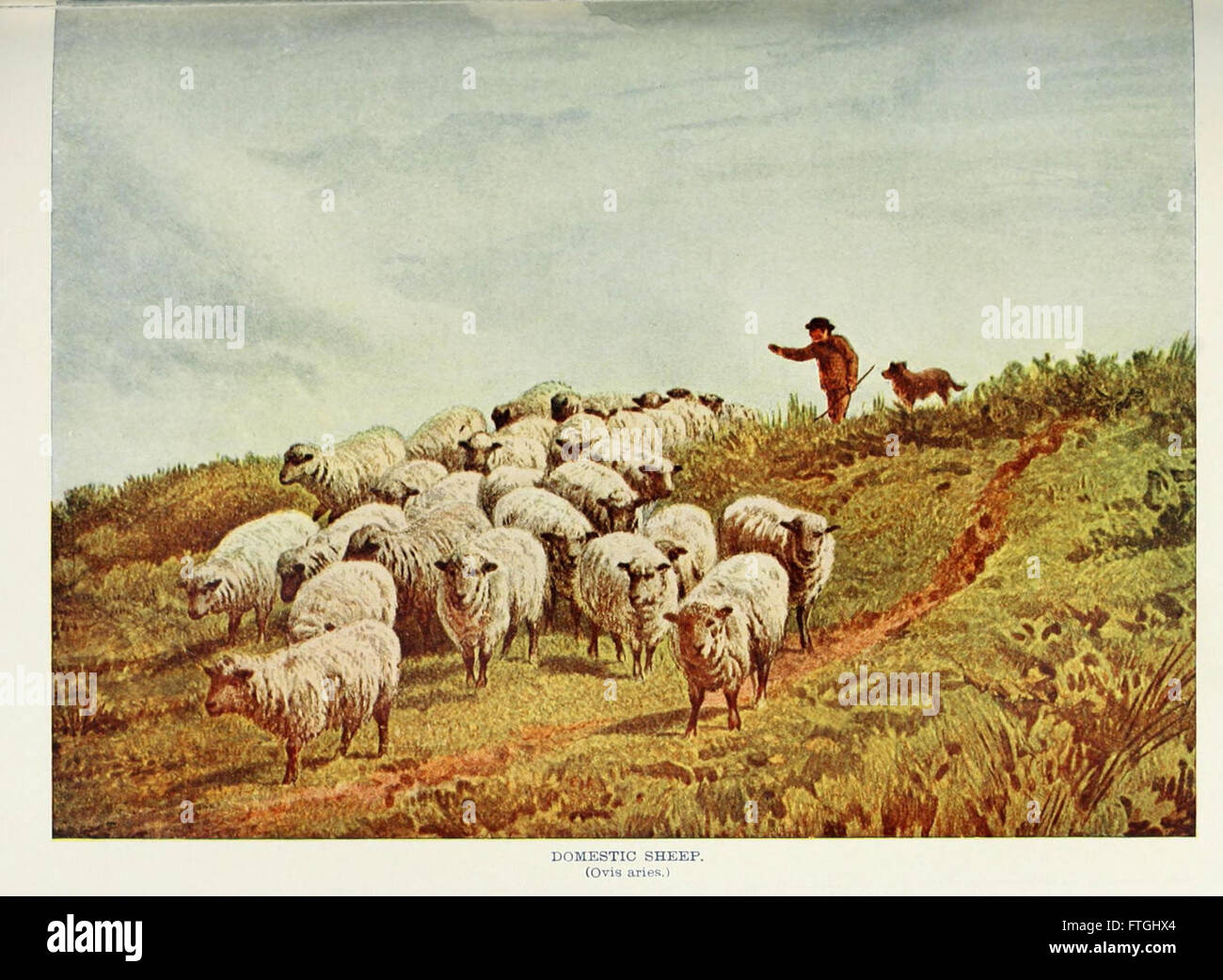 An illustrated plate featuring various species of plants and animals ...