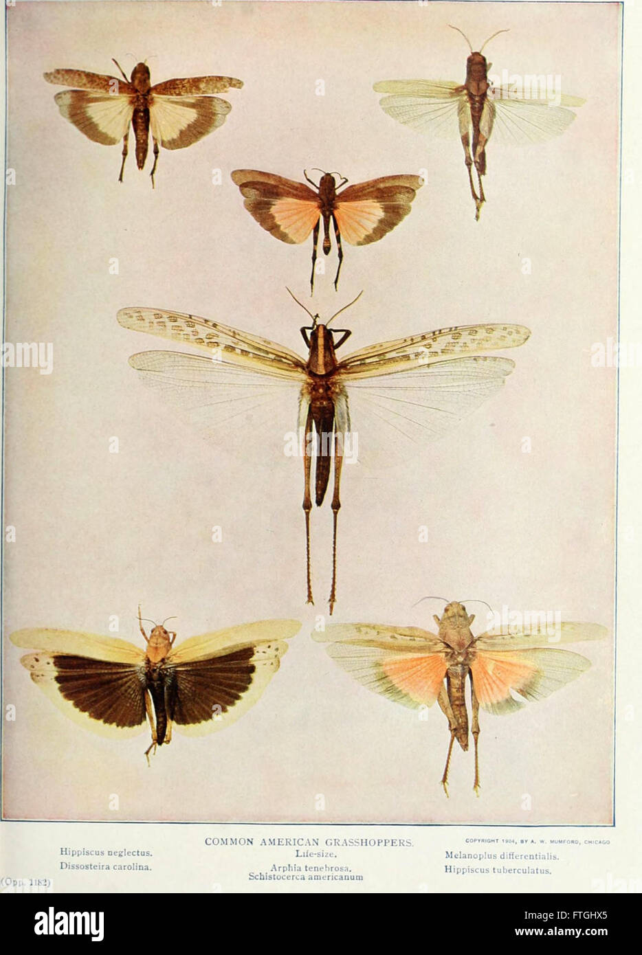 This plate from 'Nature Neighbors' illustrates various wildlife species ...