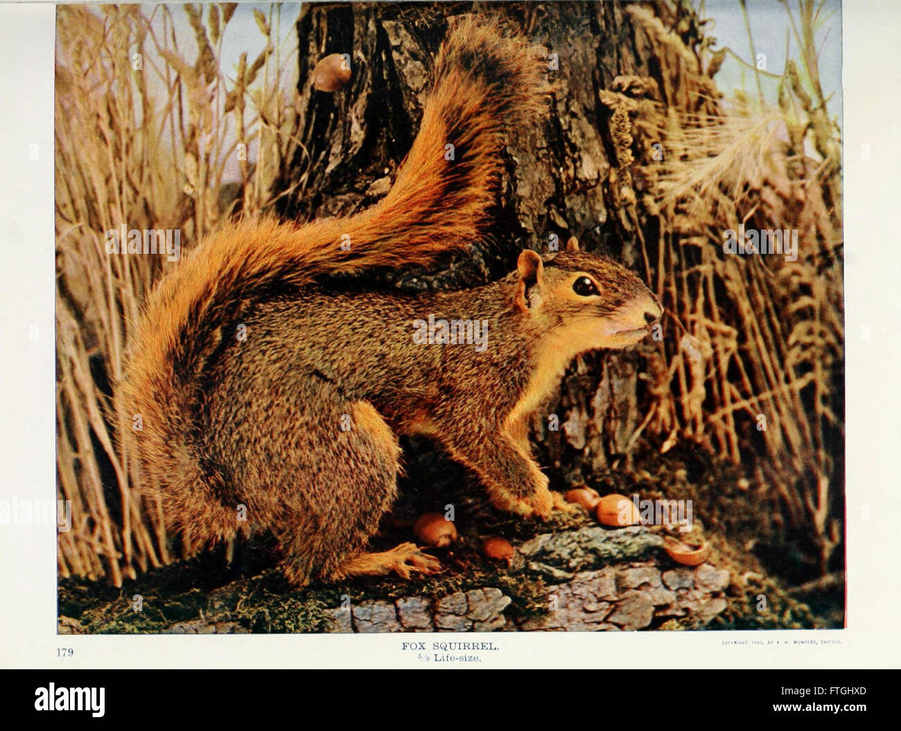 A plate from the 'Nature Neighbors' series, depicting a close-up of ...