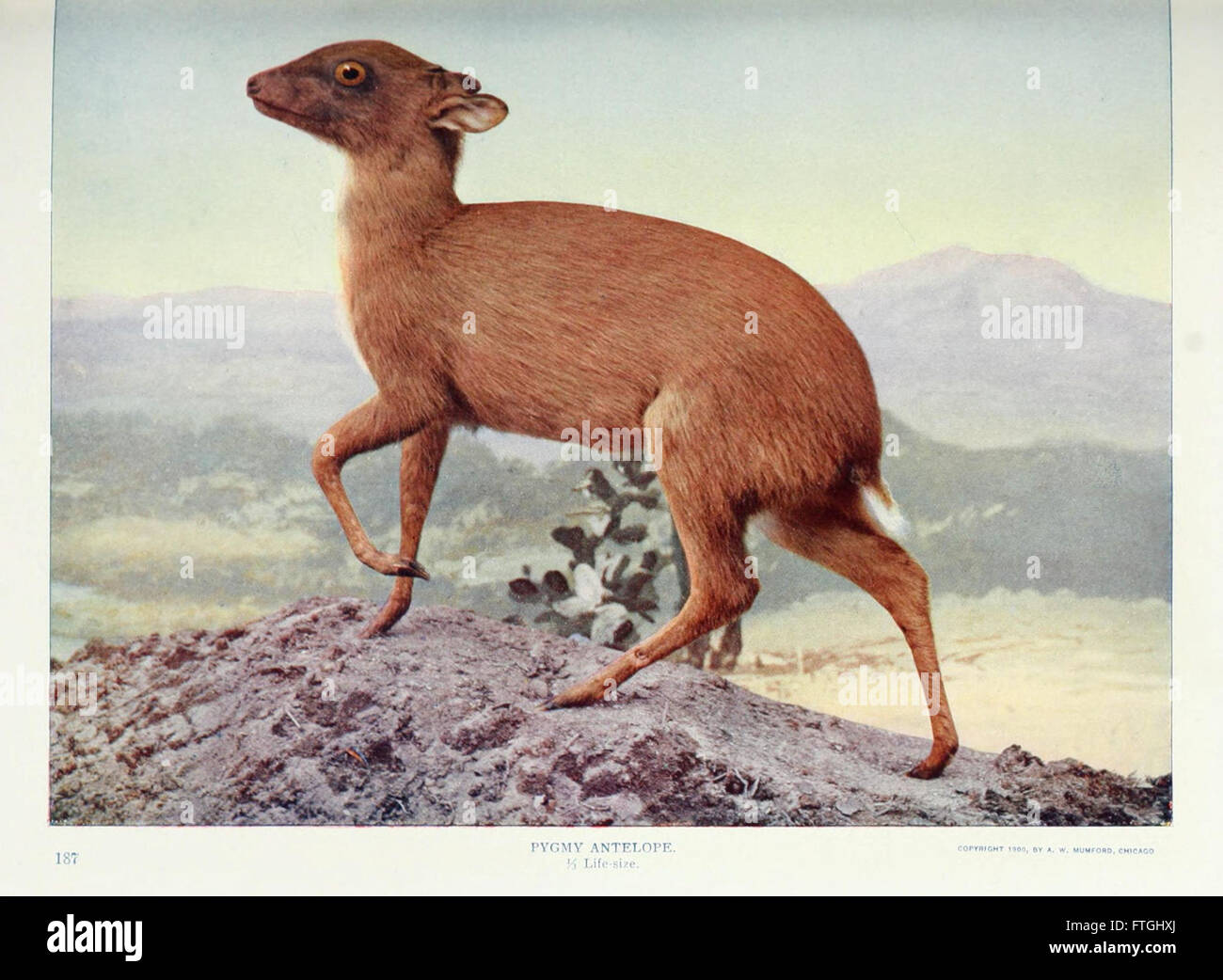 An illustration depicting various species of plants and animals living ...