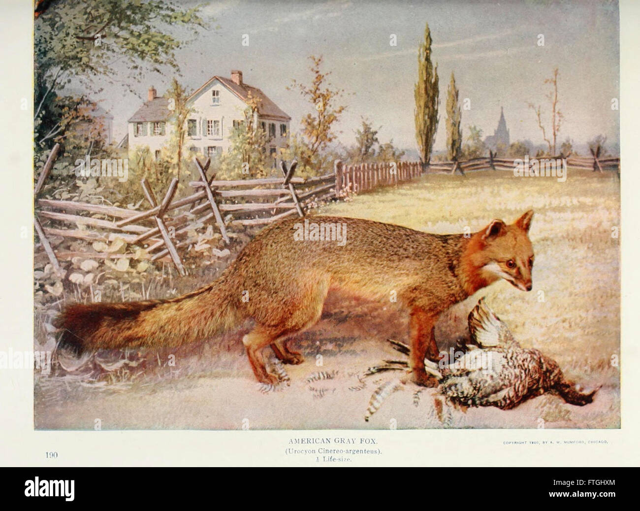 An illustration of various species coexisting in a shared natural ...