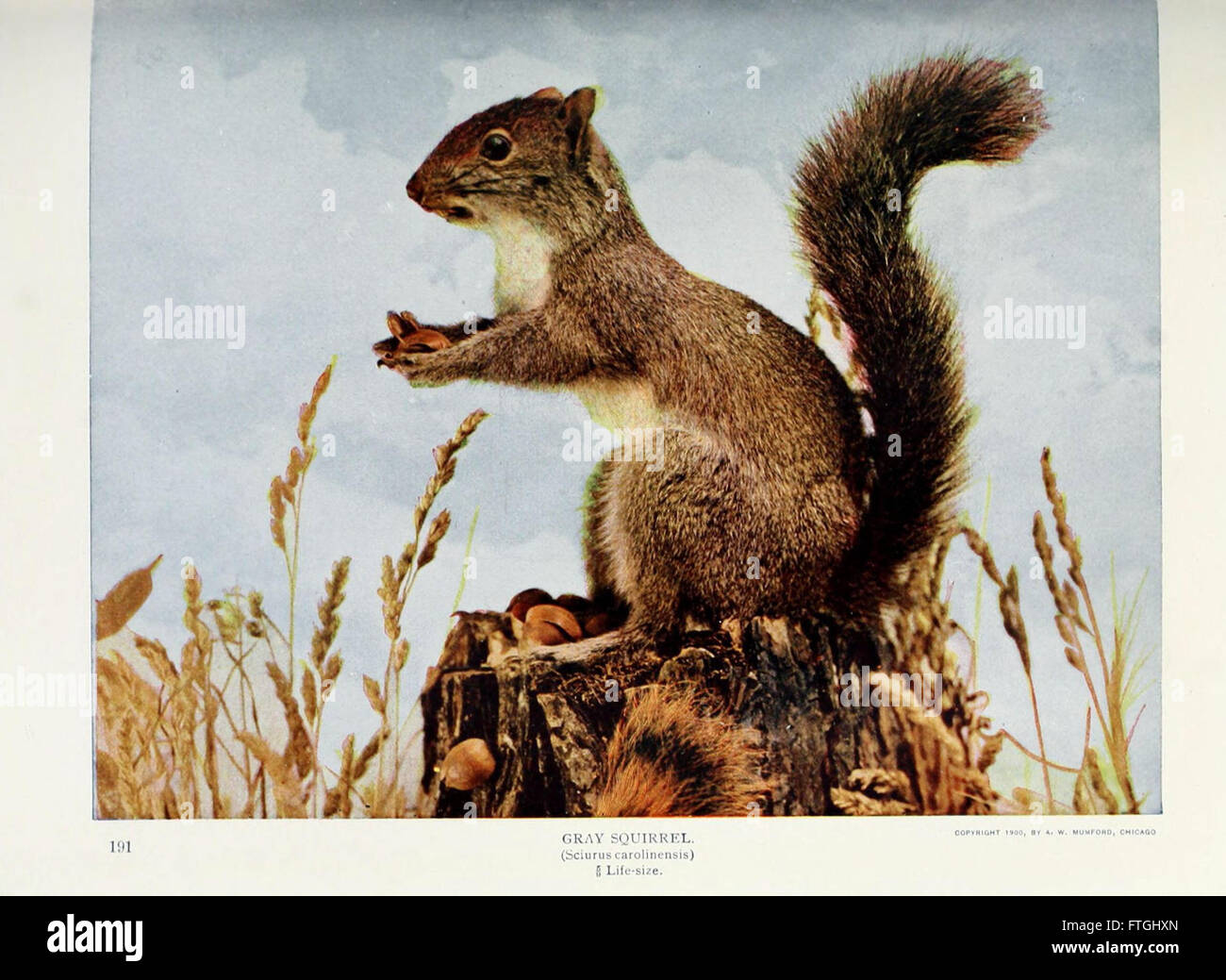 Ecosystem interrelationships hi-res stock photography and images - Alamy