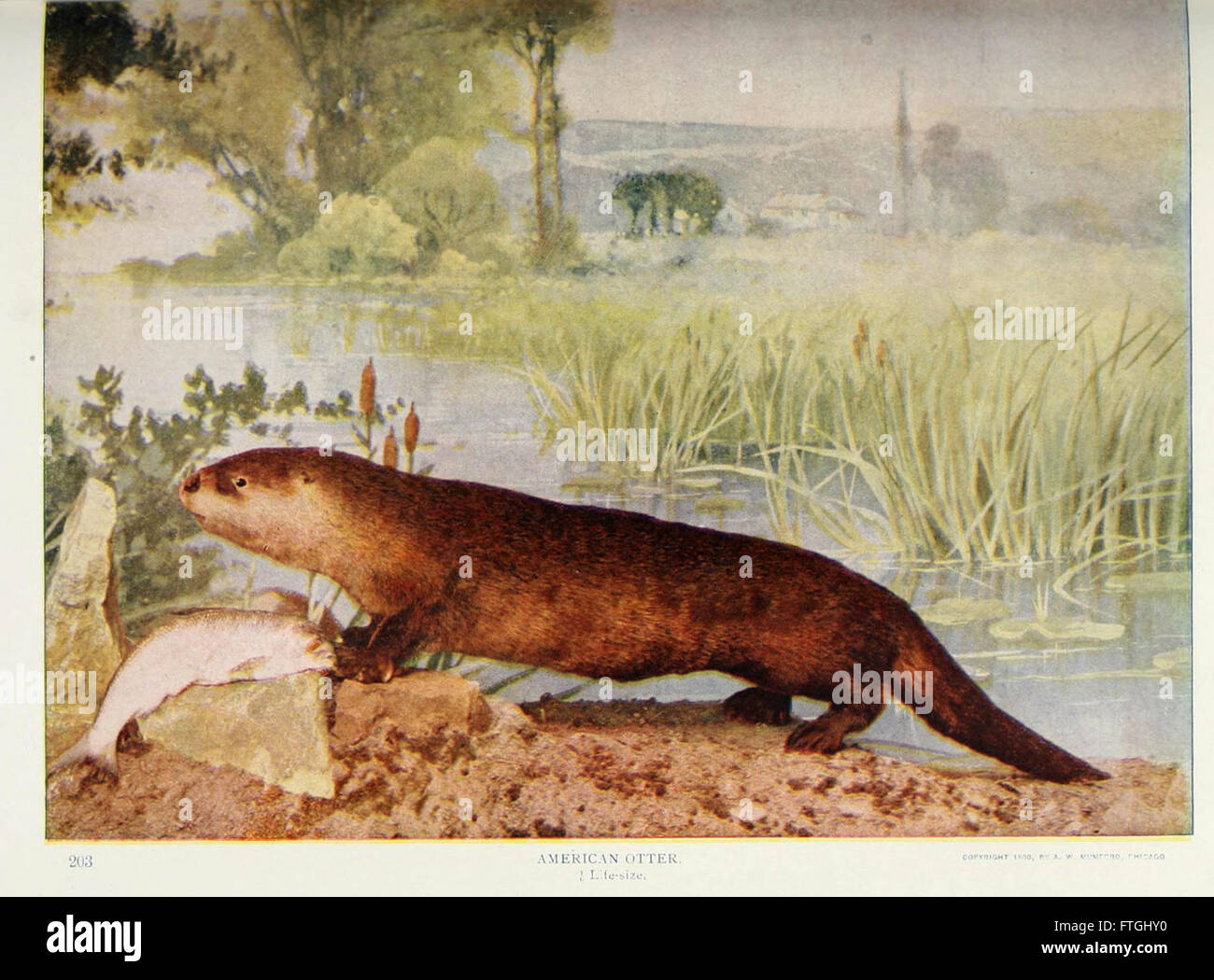 An illustration showcasing various species of plants and animals ...