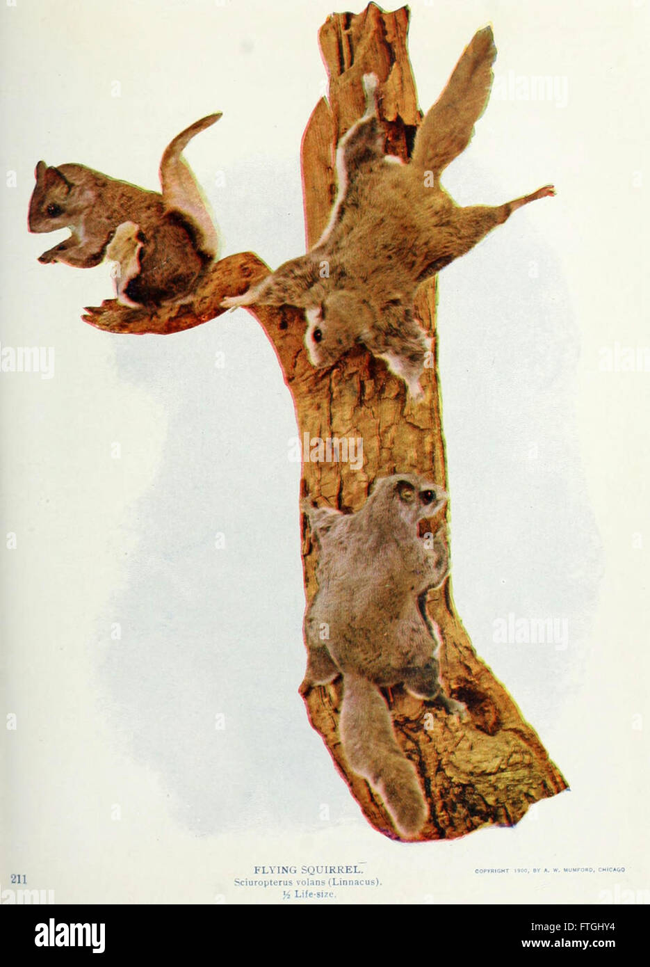 'Nature Neighbors' (Plate 211) showcases the interconnected ...