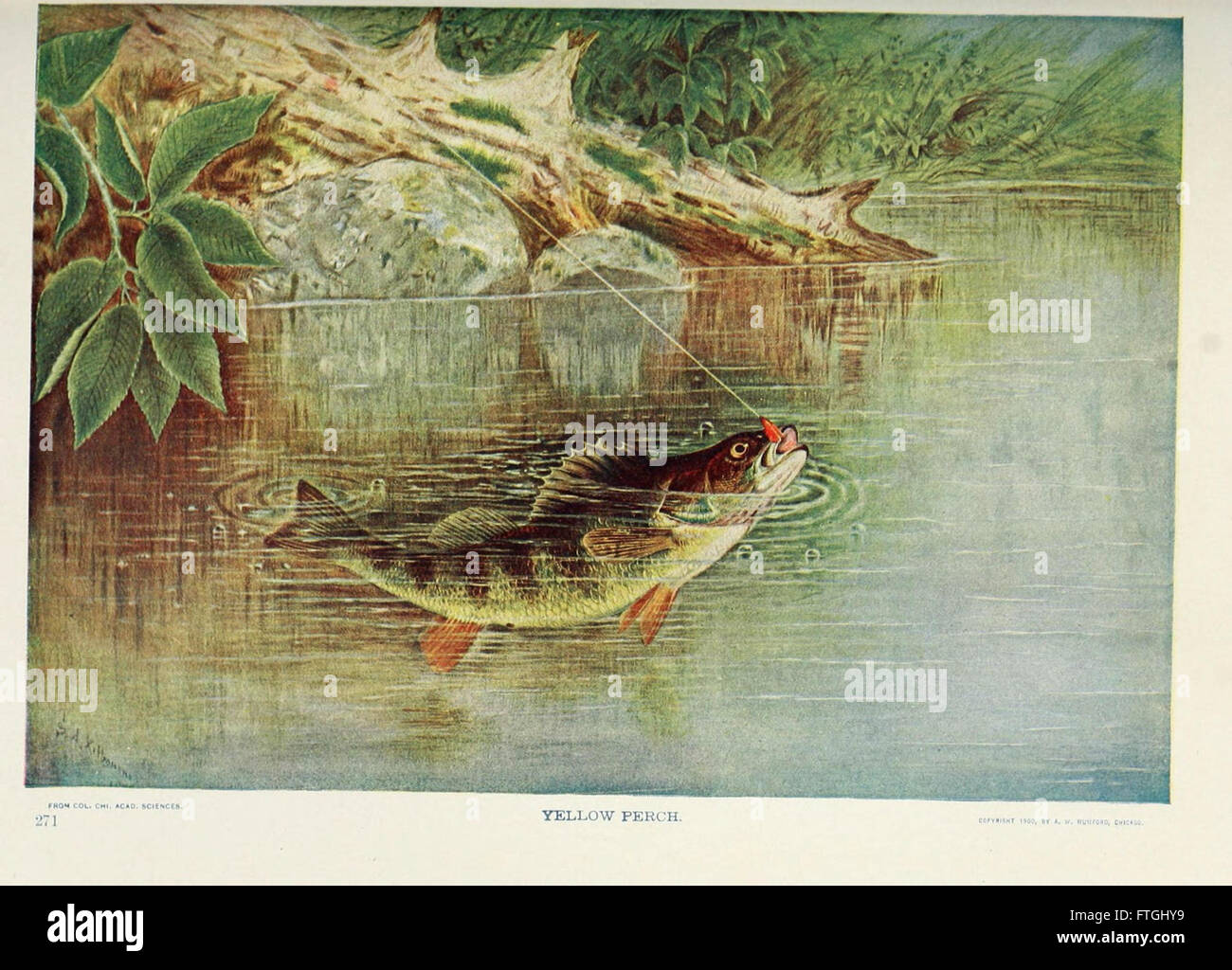 Plate 271 from 'Nature Neighbors' features detailed illustrations of ...